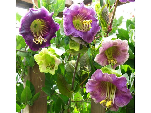 Kobeja Anđeoska zvona (Cobaea scandens) - 10 semena
