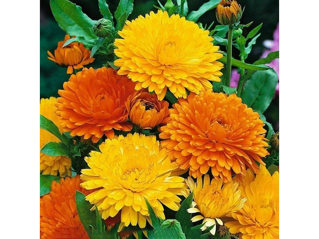 Neven dupli `Meteor` (Calendula officinalis) 100 semena