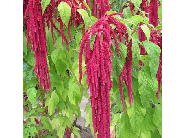 Amarant,Lisičiji rep (Amaranthus caudatus) - 500 semena