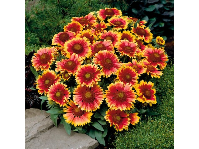 Gailardija (Gaillardia aristata) - 100 semena