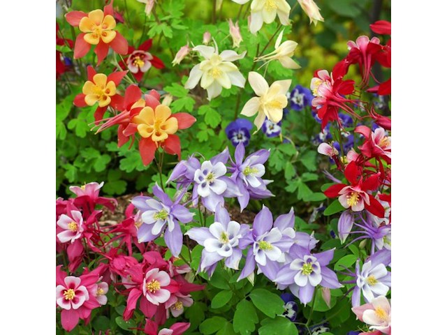 Kandilica Mix  (Aquilegia caerulea) - 100 semena