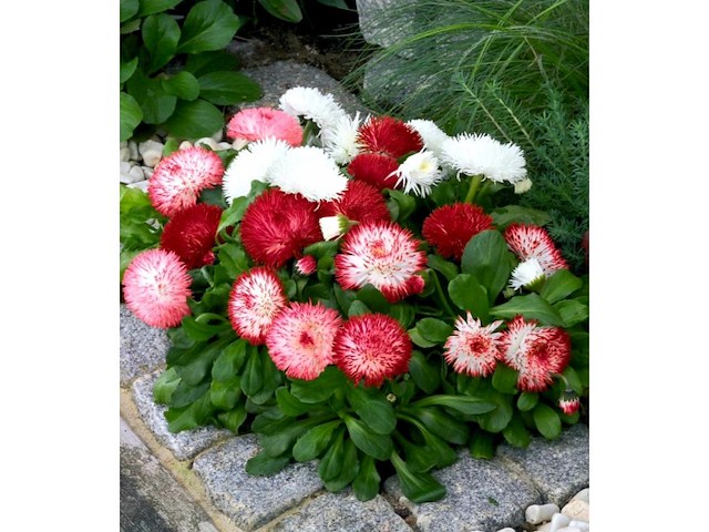 Krasuljak pompon Mix (Bellis perennis) - 200 semena