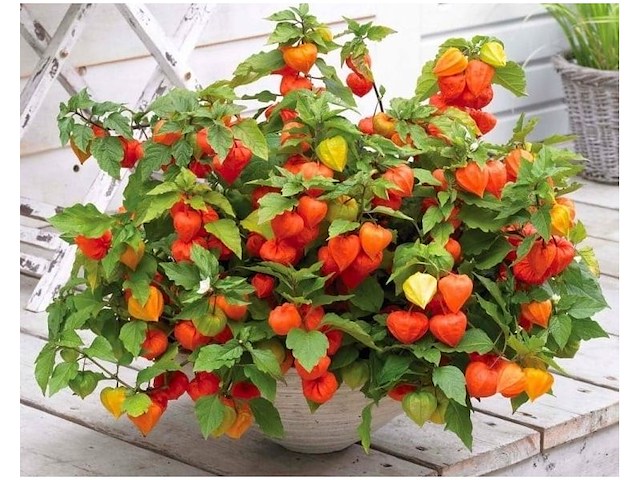Fizalis,Kineski lampion(Physalis alkekengi) -100 semena