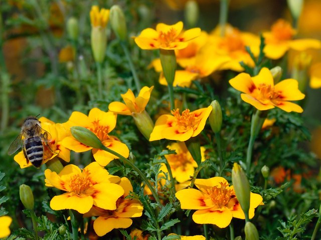 Meksički Estragon (Tagetes lucida) - 100 semena
