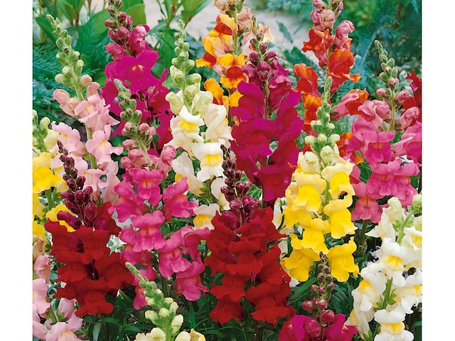 Zevalica Mix (Antirrhinum majus) - 1000 semena