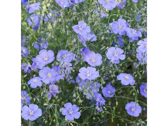 Trajni plavi Lan (Linum perenne) - 100 semena