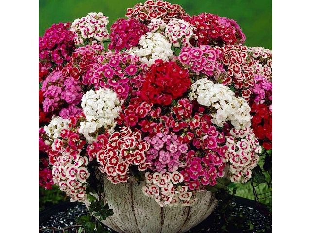 Karanfil Turski Mix (Dianthus barbatus) - 200 semena