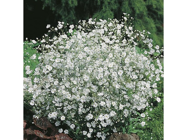 Šlajer Mix (Gypsophila elegans) - 500 semena