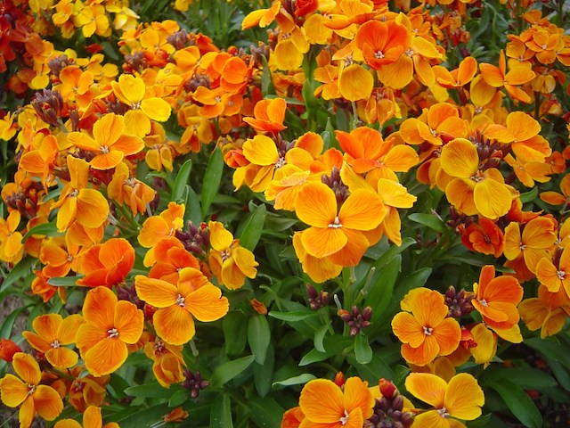 Šeboj Mix (Erysimum cheiri) - 200 semena