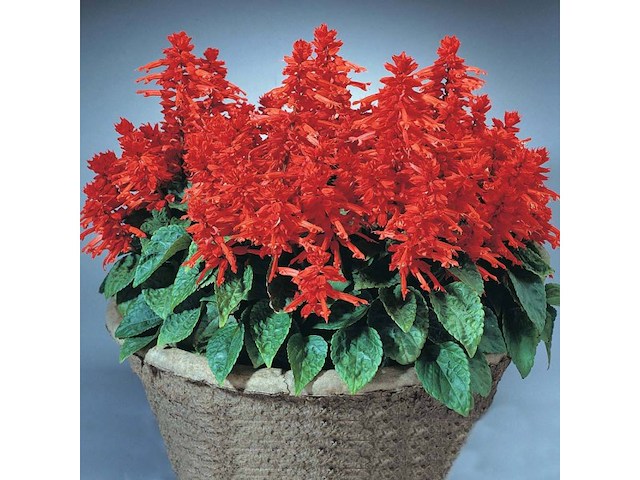 Žalfija crvena niska (Salvia splendens) - 50 semena