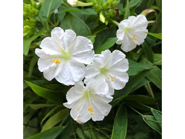 Noćurak Beli (Mirabilis jalapa) - 30 semena