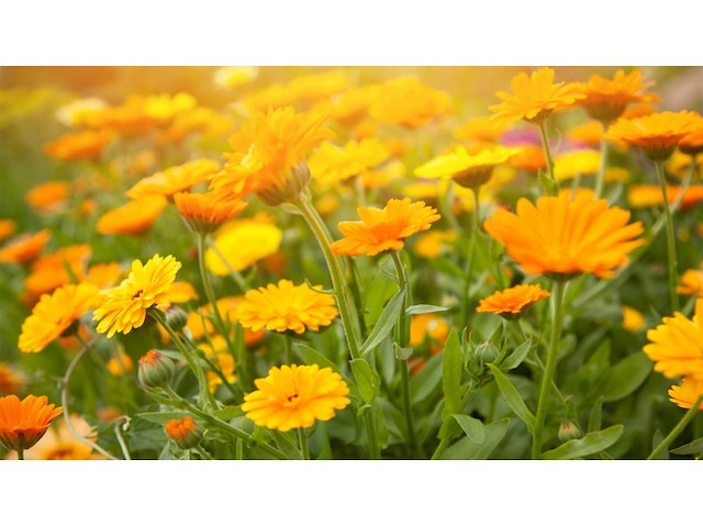 Neven (Calendula officinalis) - 200 semena
