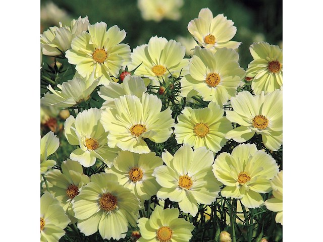 Kosmos žuti (Cosmos sulphureus) - 50 semena