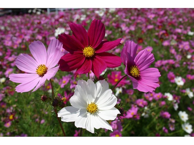 Kosmos Mix (Cosmos bipinnatus) - 100 semena