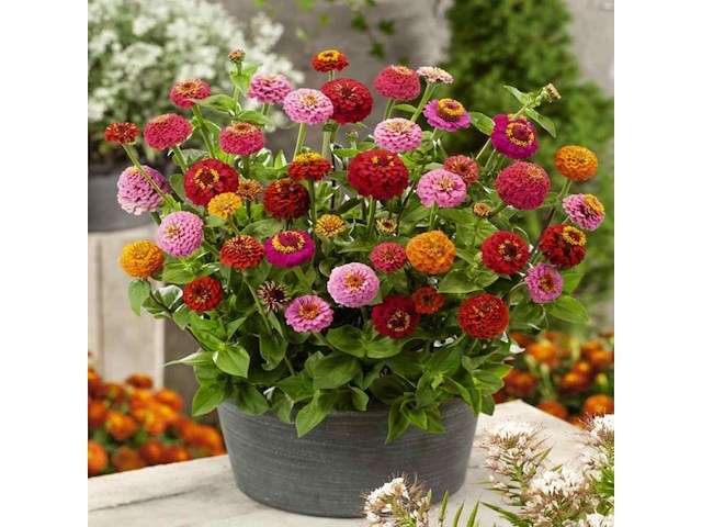 Cinija mini Mix, Lepi čovek (Zinnia elegans) 100 semena