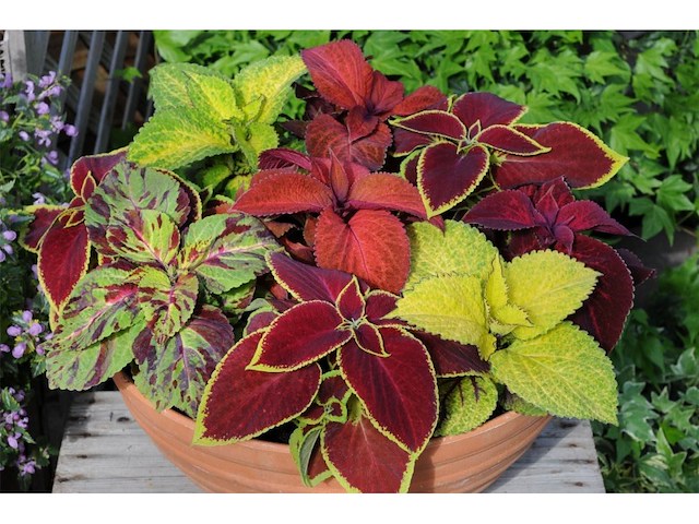 Koprivica ukrasna Mix ( Coleus ) - 500 semena