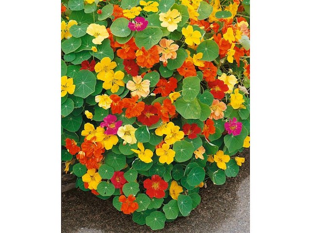 Dragoljub visoki dupli Mix (Tropaeolum majus) 10 semena