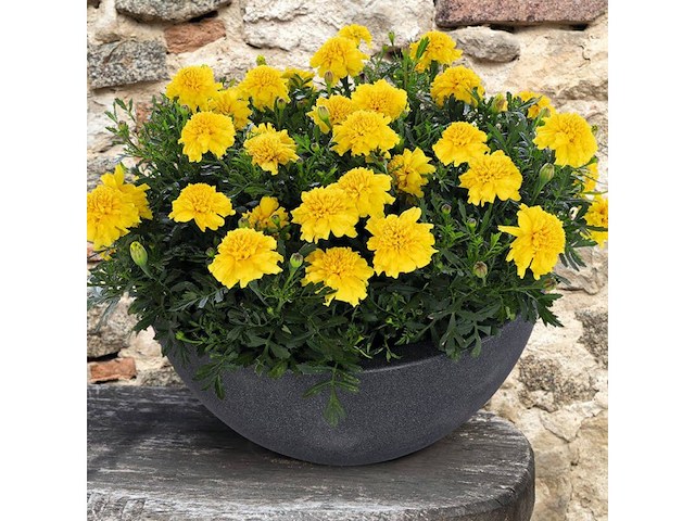 Kadifa `Super Hero Yellow` (Tagetes patula)  100 semena
