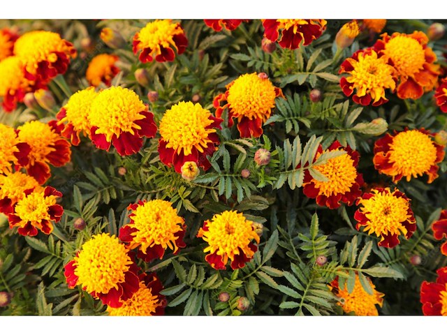 Kadifa `Cat`s Eyes` (Tagetes patula) - 100 semena
