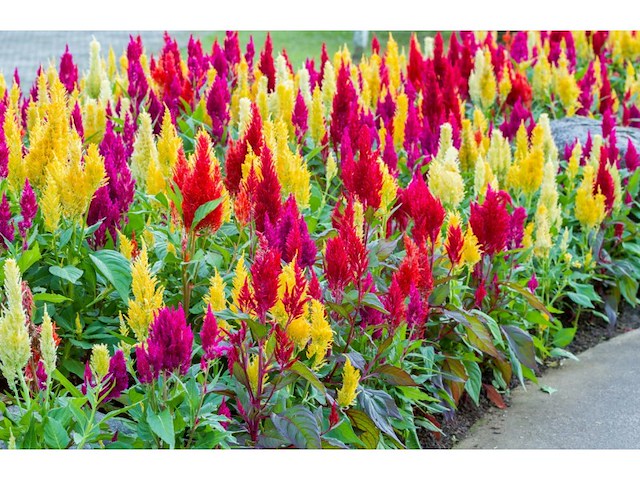Perjanica niska Mix (Celosia plumosa) - 100 semena