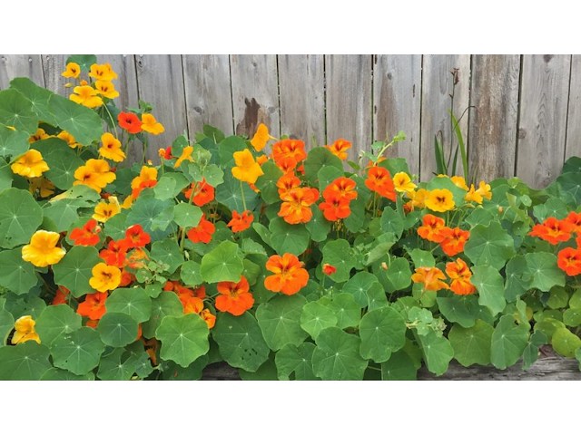 Dragoljub visoki Mix (Tropaeolum majus) - 10 semena