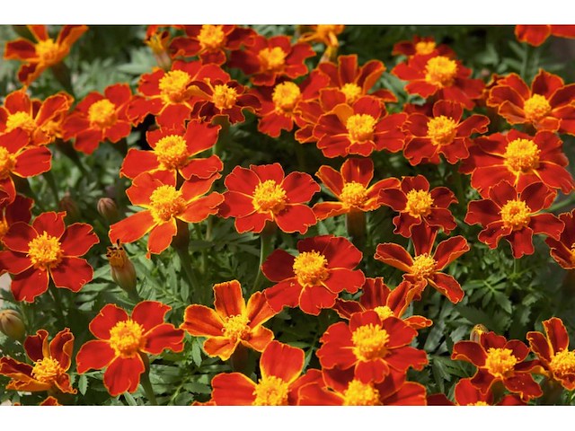 Kadifa `Disco Red` (Tagetes patula) - 100 Semena