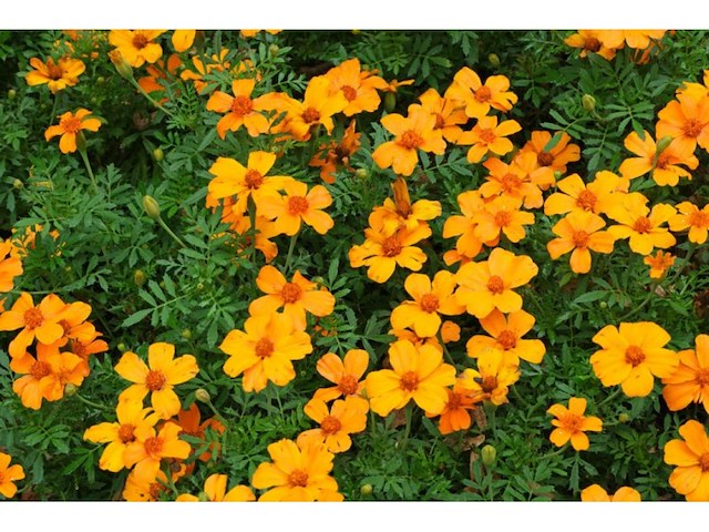 Kadifa `Disco Orange` (Tagetes patula) - 100 Semena