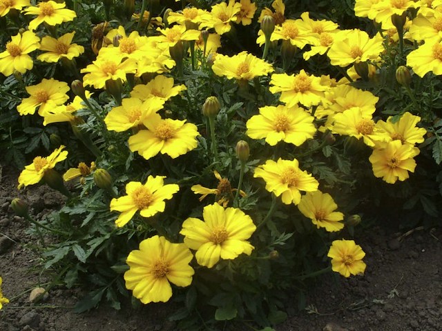 Kadifa `Disco Yellow` (Tagetes patula) - 100 Semena
