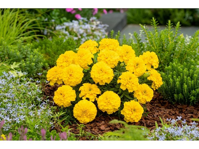 Kadifa `Bonanza Yellow` (Tagetes patula) - 100 Semena