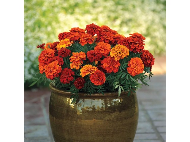 Kadifa `Fireball` (Tagetes patula) - 100 Semena