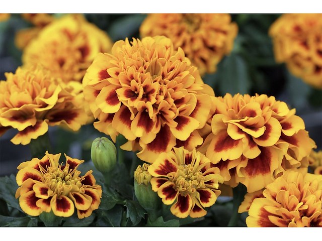 Kadifa `Bonanza Bee` (Tagetes patula) - 100 Semena