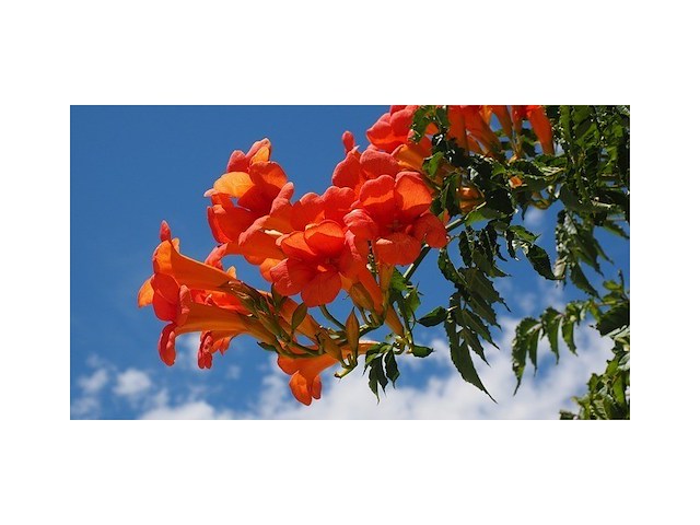 Tekoma – Campsis Radicans crvena 50 semena