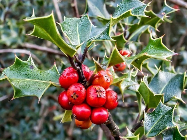 Božikovina 20 semena