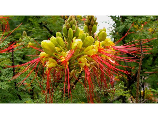 Žuta rajska ptica (Caesalpinia gilliesii) 3 semenke
