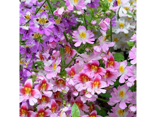 Orhideja siromaha (Schizanthus pinnatus) - 100 semena