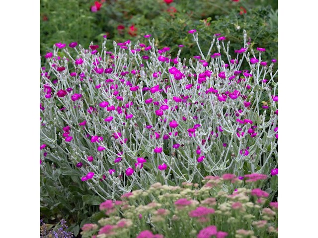 Baršunasta pucavica (Silene coronaria) - 100 semena