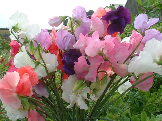 Ukrasni grašak mix (Lathyrus odoratus) - 10 semena