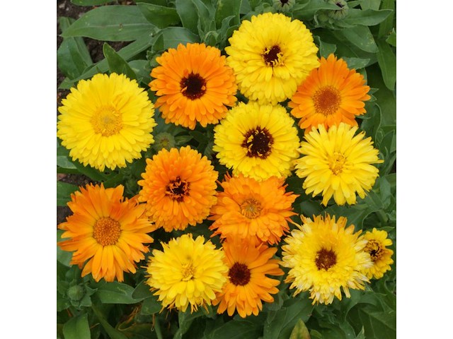 Neven nizak (400 semenki) Calendula Officinalis