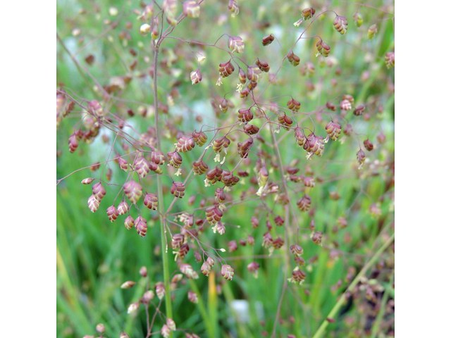 Trava Briza (Briza maxima) - 100 semena