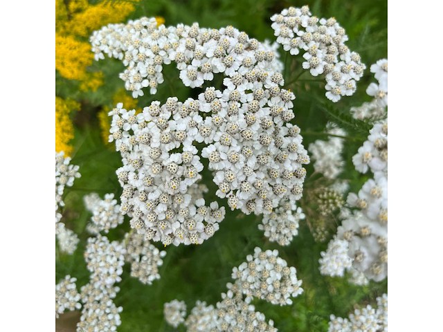 Hajdučka trava Hajdučica Ahilea Achillea Millefolium