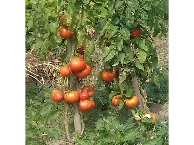Paradajz jabučar krupni baš domaće seme biologika