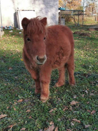 Kupujem ždrebe ponija.
