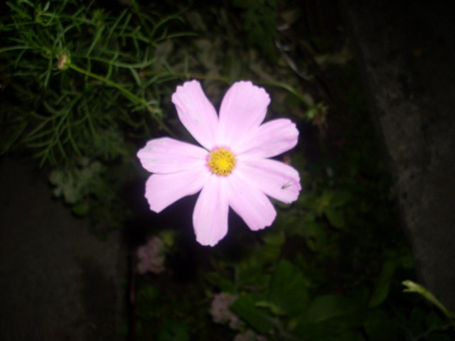 Kozmeja(Kosmos)-cvece-Roze cveta