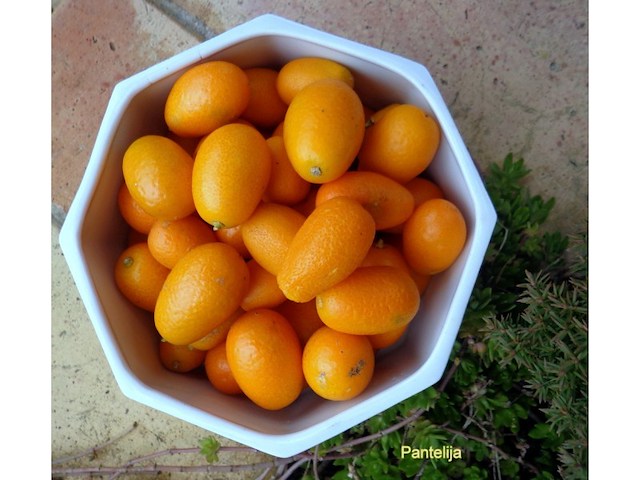Kumkvat - zlatna narandza