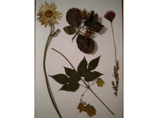 Biljke za herbarijum.