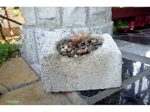 Kameni cvet - Echeveria mala biljka