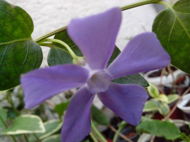 Vinca major  zimzelen