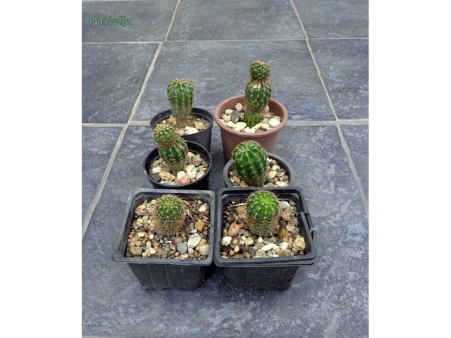 Kaktusi set - Echinopsisi