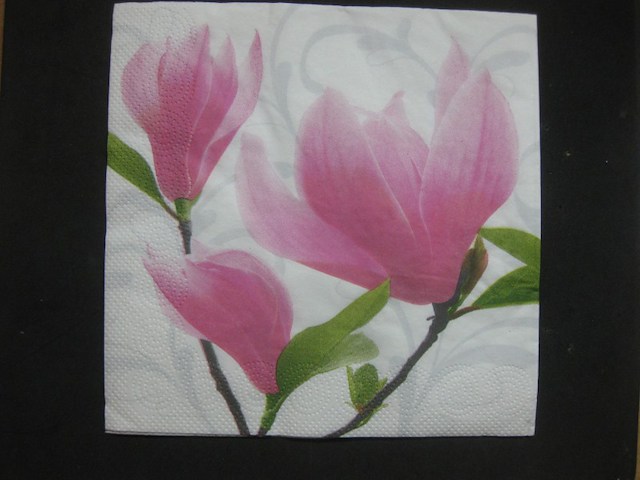 Salveta magnolia