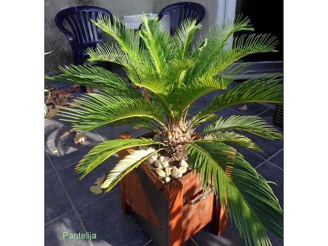 Palma Cycas revoluta